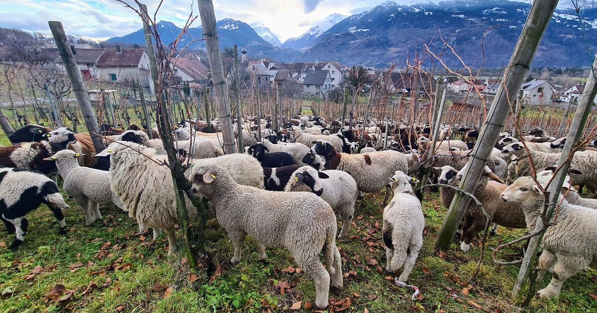 Die Schafe tummeln sich im Rebberg - Weinbau Kunz Fläsch